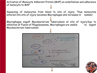 Tuberculoosis and antitubercular drugs | PPT