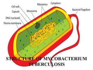 Mycobacterium Tuberculosis Labelled Diagram