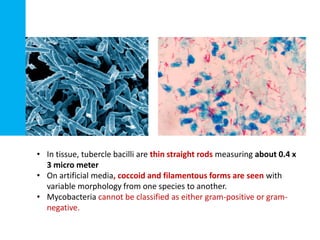 Mycobacterium tuerculae | PPT