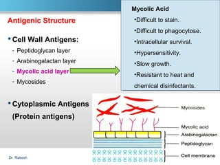 Mycobacterium Tuberculosis Cell Structure