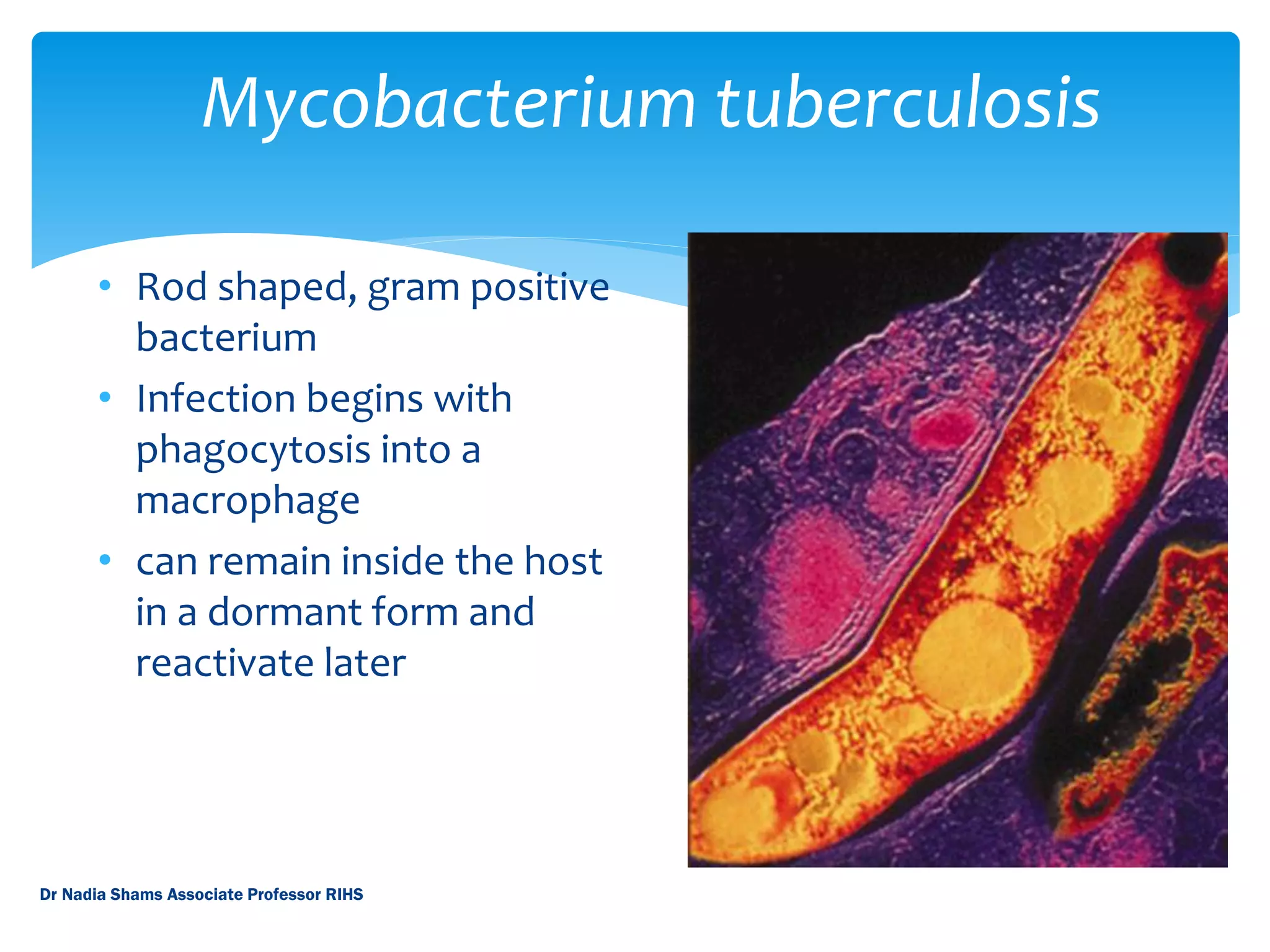 Tuberculosis | PDF
