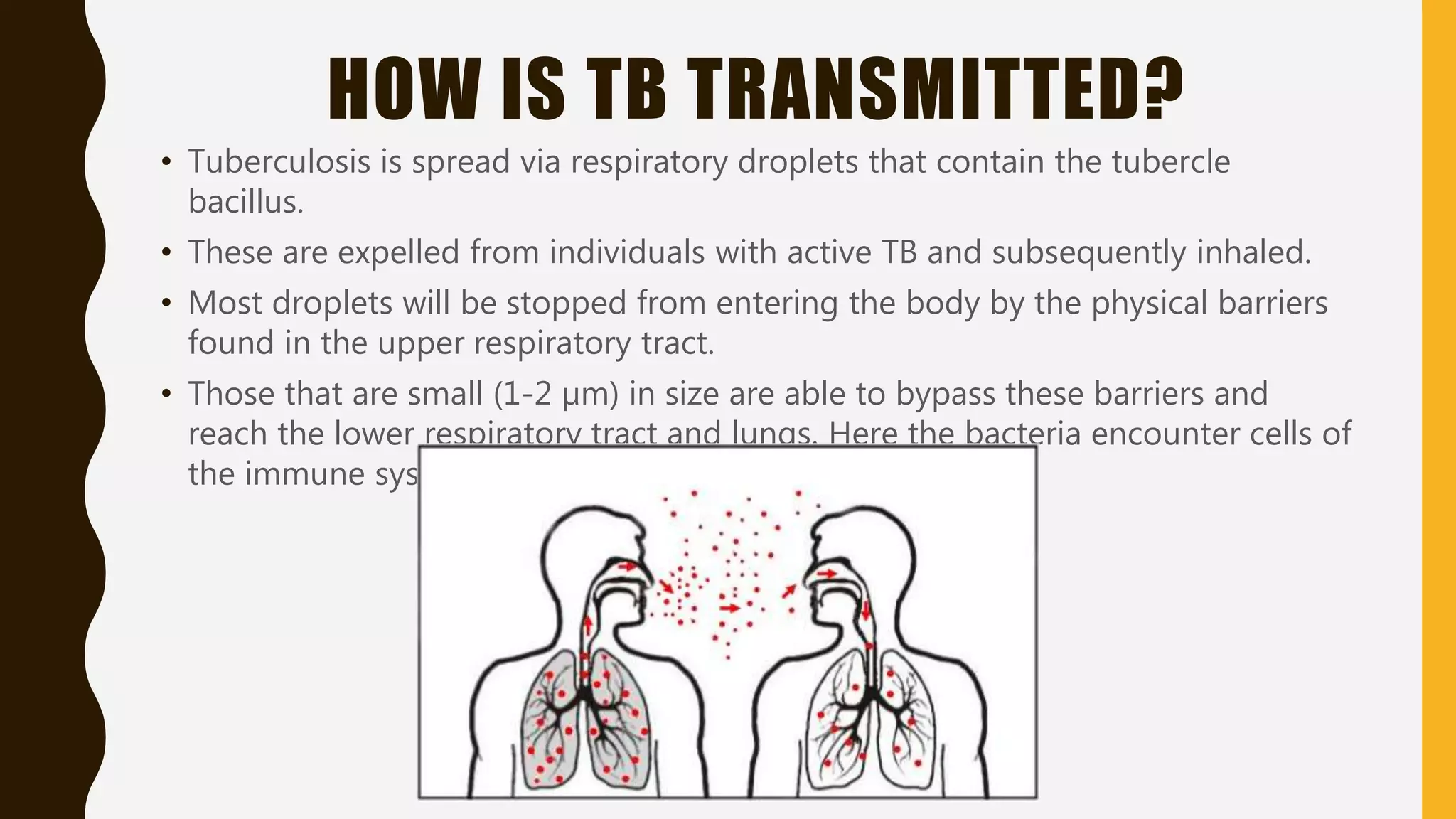 Tuberculosis | PPTX
