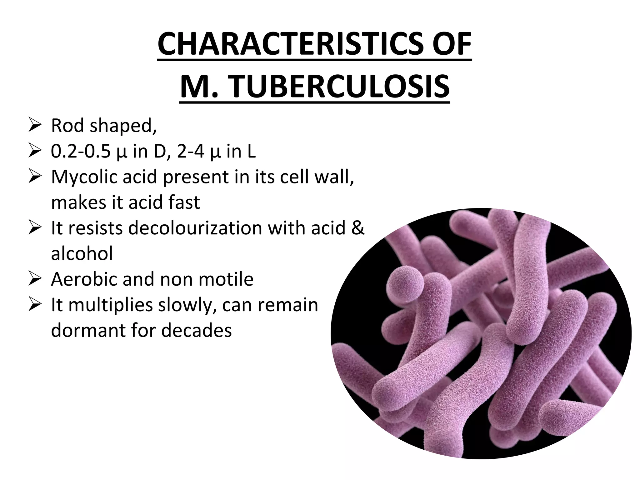 Tuberculosis | PDF
