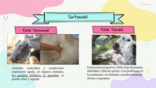 Tuberculosis | PPTX