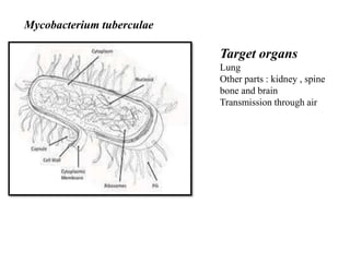 Tuberculosis | PPTX