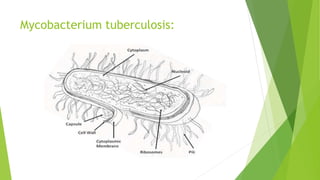 Tuberculosis | PPTX