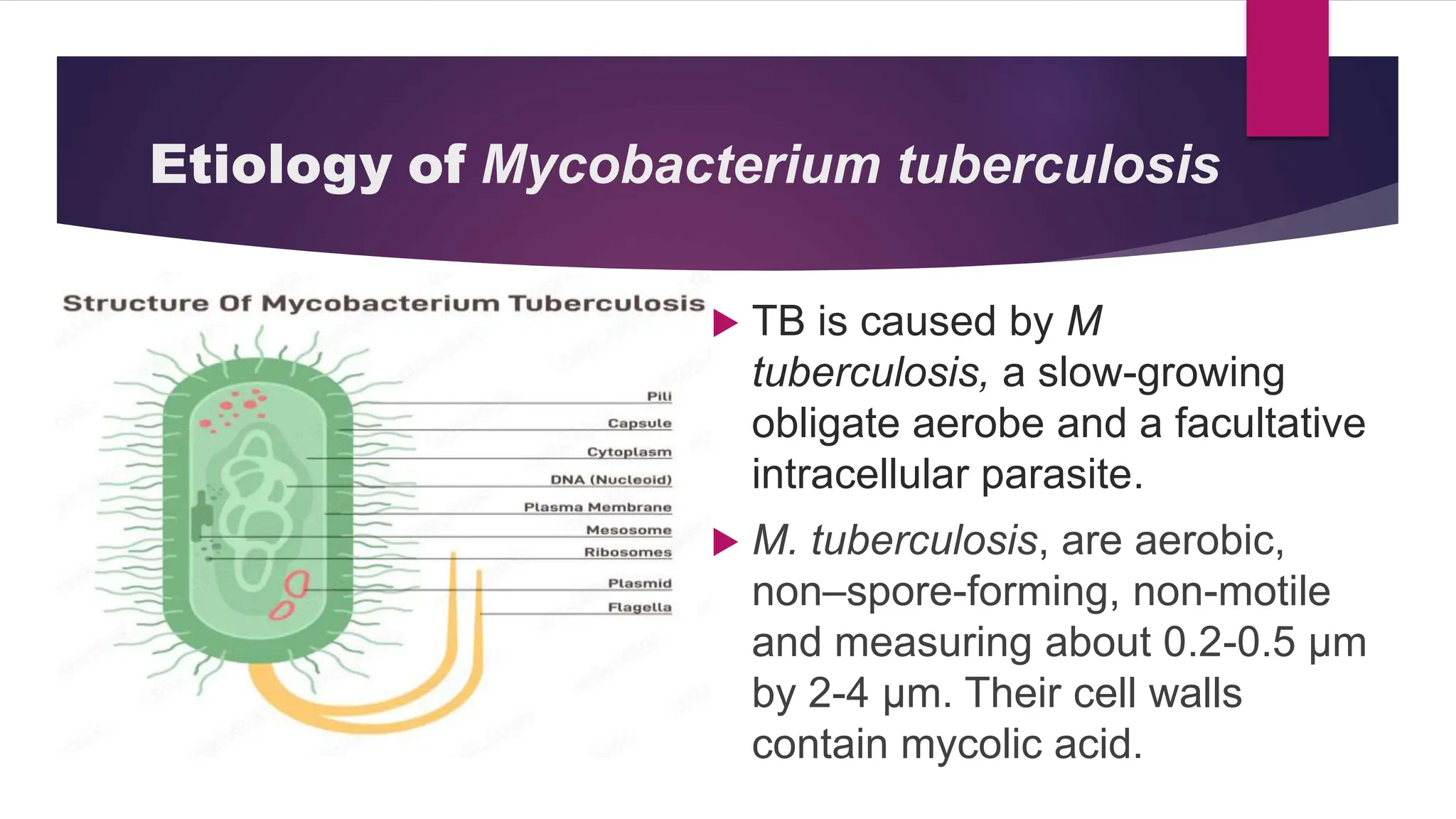 Introduction ot Tuberculosis disease (TB) | PPTX