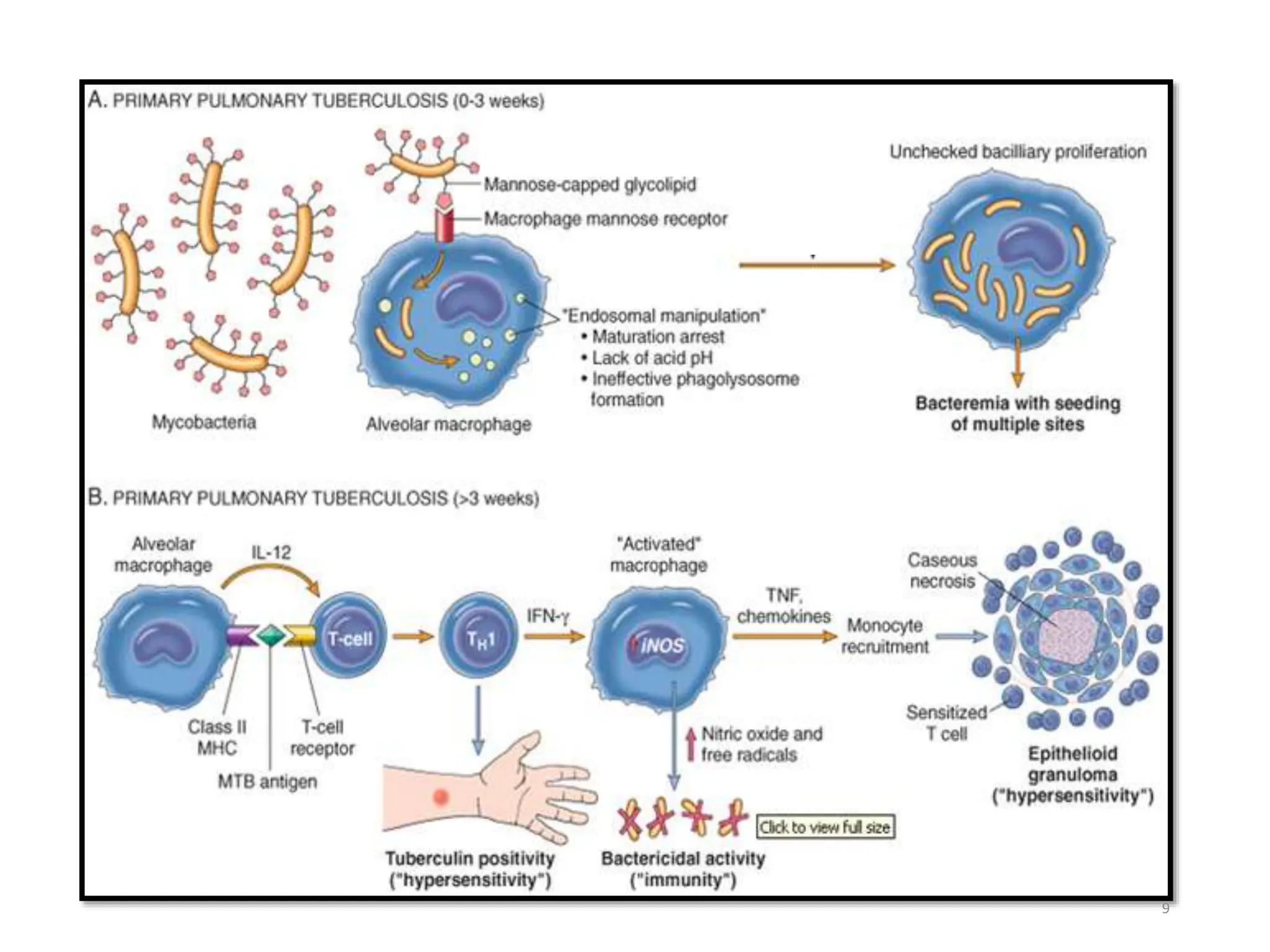 TUBERCULOSIS pharmacology notes types cure | PPTX