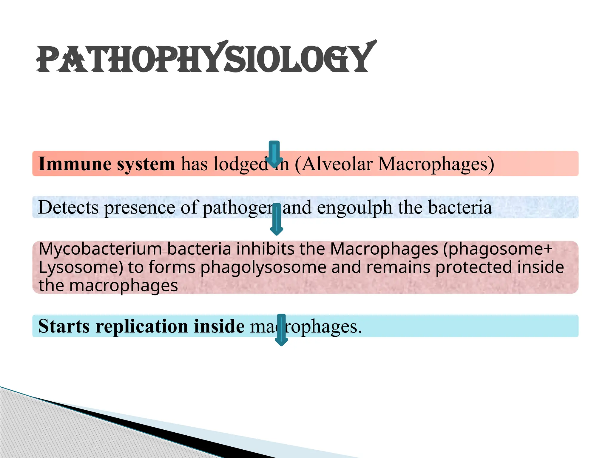 Tuberculosis Tuberculosis Tuberculosis Tuberculosis | PPTX