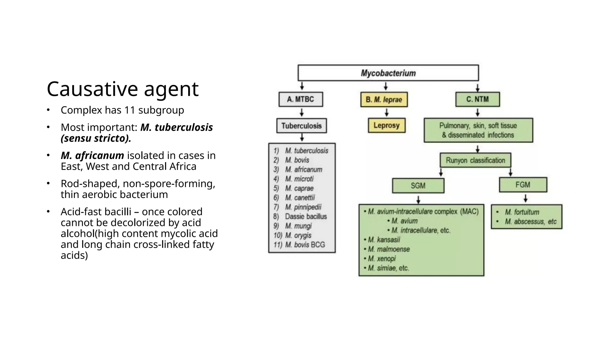 Tuberculosis management, pathophysiology and treatment.pptx