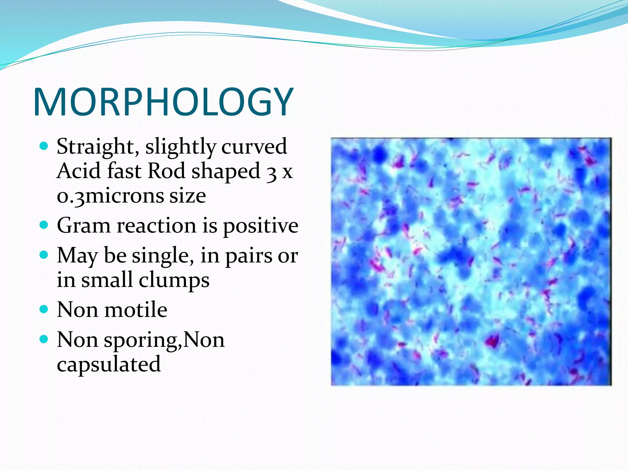 Tuberculosis | PPTX | Lung and Respiratory Health | Diseases and Conditions