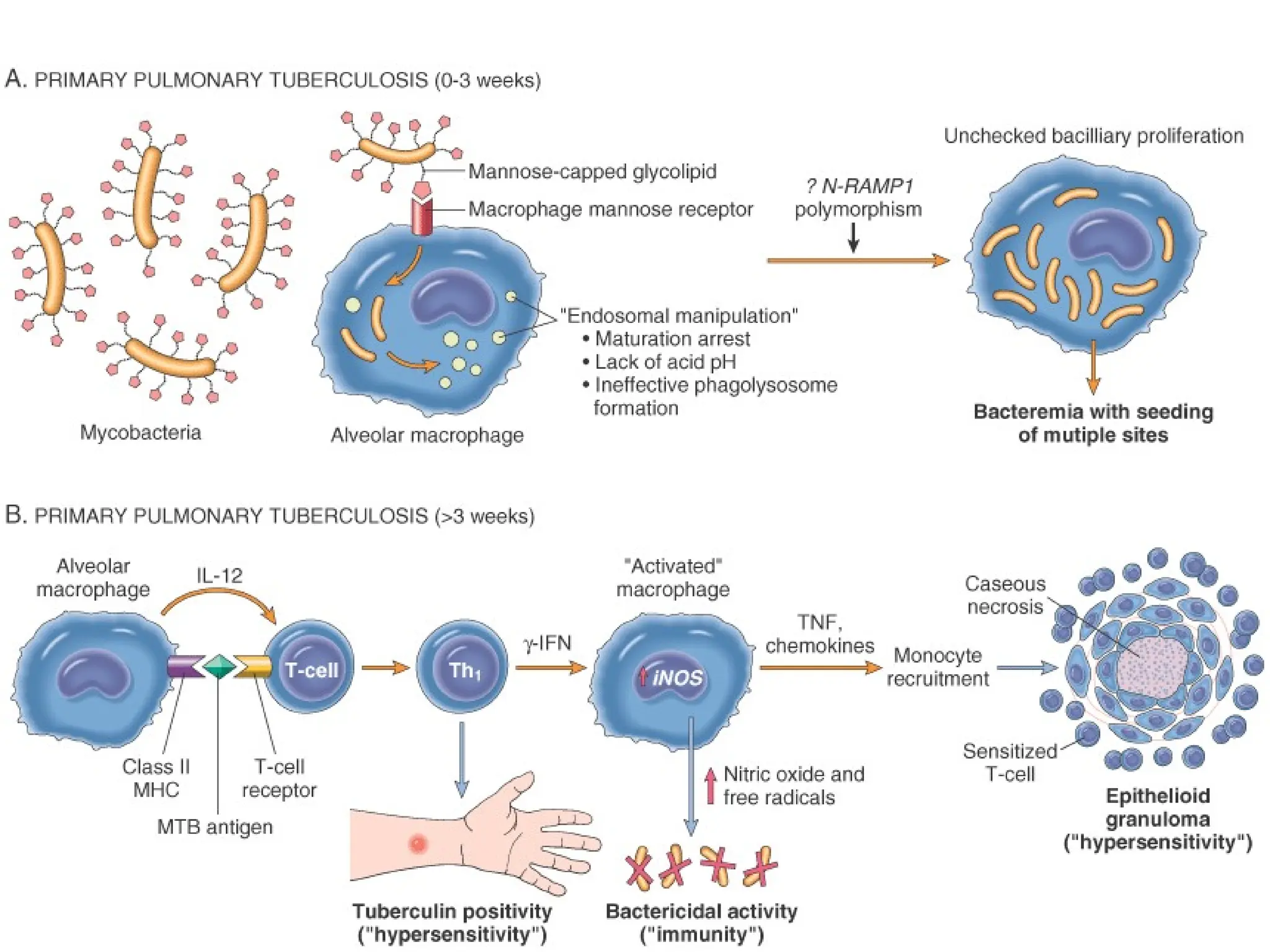 tuberculosis mycobacterium disease (3).pptx