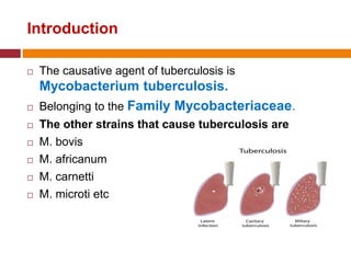 Tuberculosis | PPTX