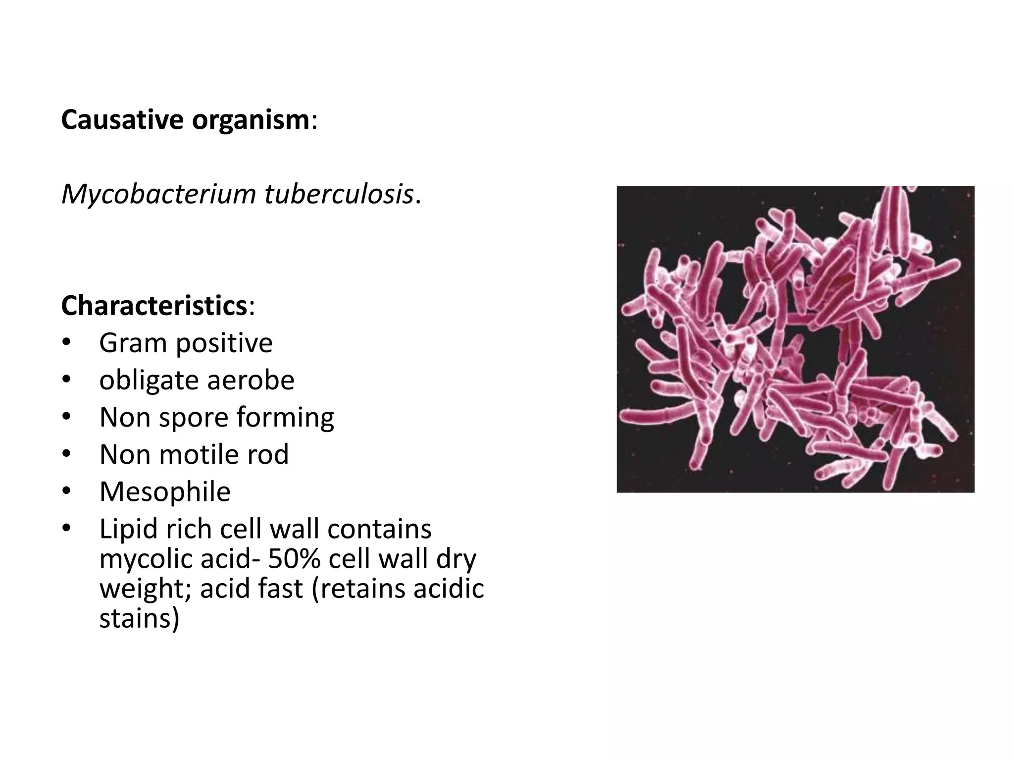 Tuberculosis ppt | PPTX