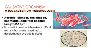 TUBERCULOSIS PPT.pptx