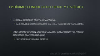 Tuberculosis urogenital | PPTX