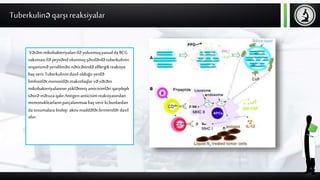 Tuberkulin sınağı və BCG vaksini | PPTX