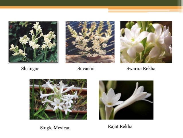 Tuberose