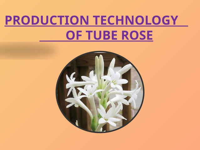 Production technology of TUBE ROSE.pptx