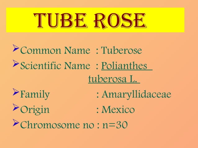 Production technology of TUBE ROSE.pptx