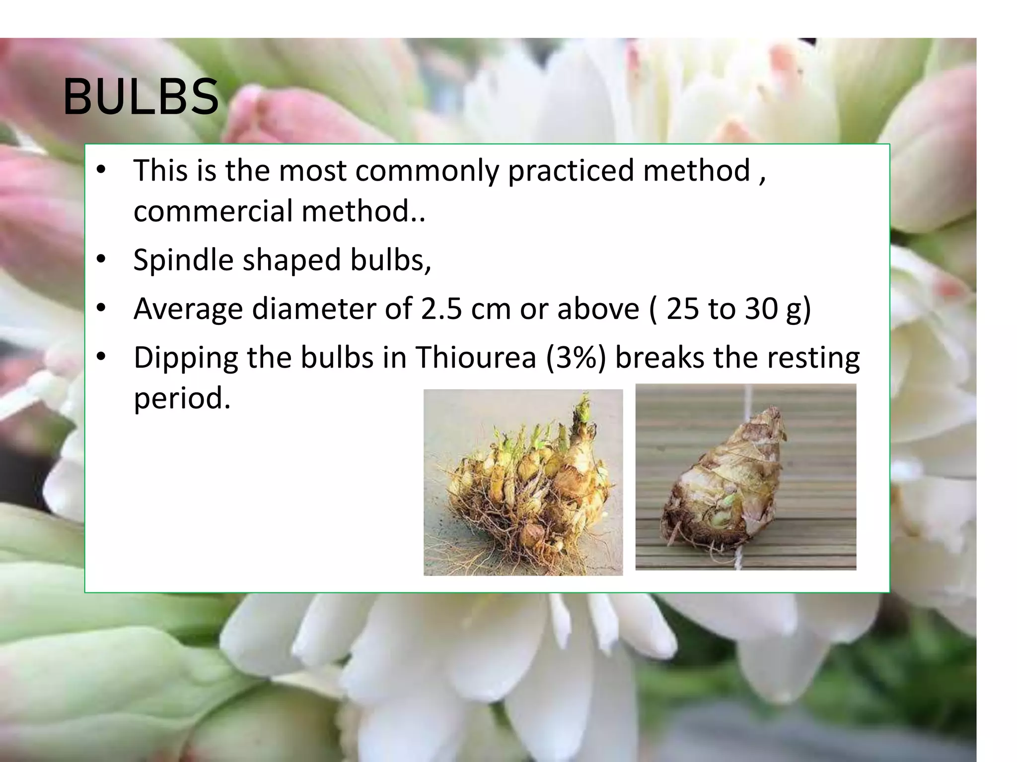 TUBEROSE FINAL PPT.pptx