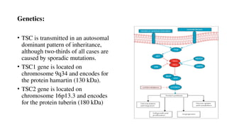 Tuberous sclerosis is one of the neurocutaneous syndromes | PPTX