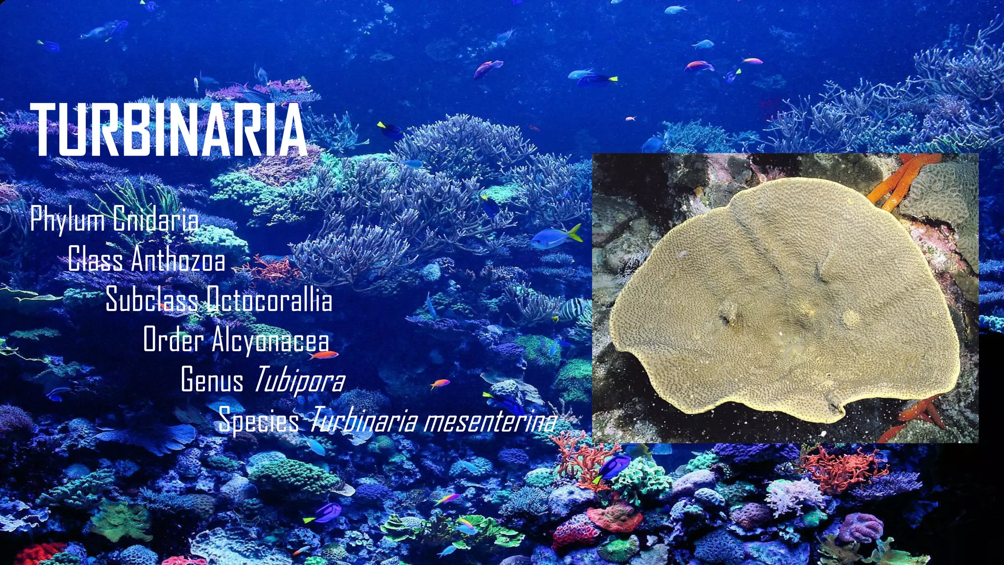 Tubipora gorgonia turbinaria | PDF