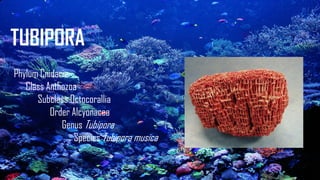 Tubipora gorgonia turbinaria | PDF