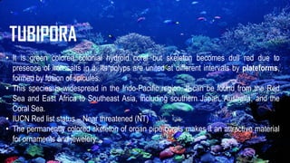 Tubipora gorgonia turbinaria | PDF