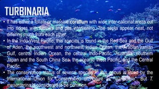 Tubipora gorgonia turbinaria | PDF