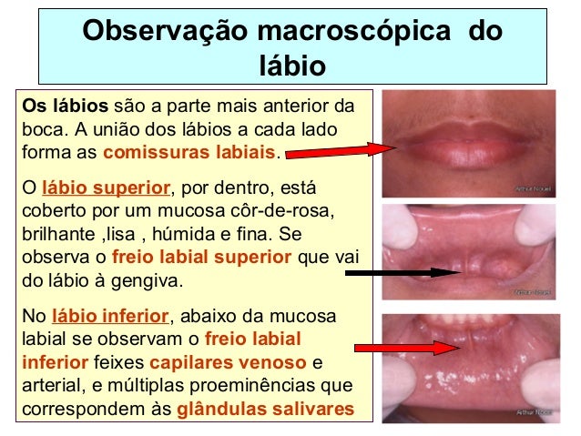 Tubo digestivo Histologia