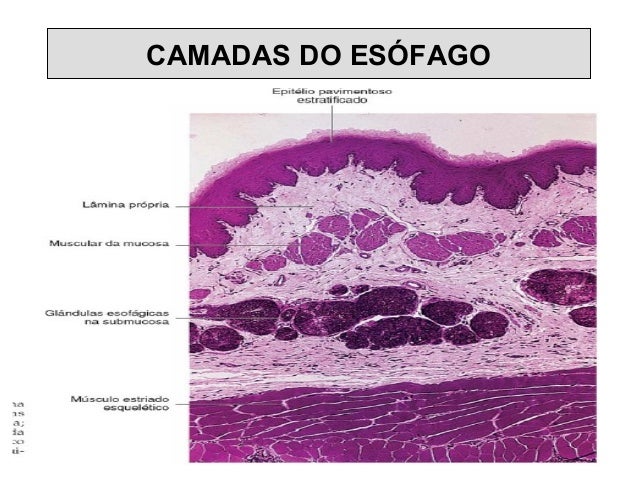 Tubo digestivo Histologia