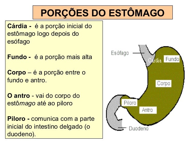 Tubo digestivo Histologia