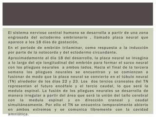 Tubo neural | PPTX