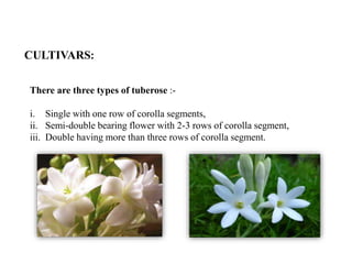 Cultivation Process of Tubrose | PPTX