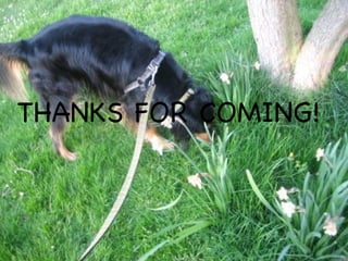 Tu Bshevat Pardes3 | PPT