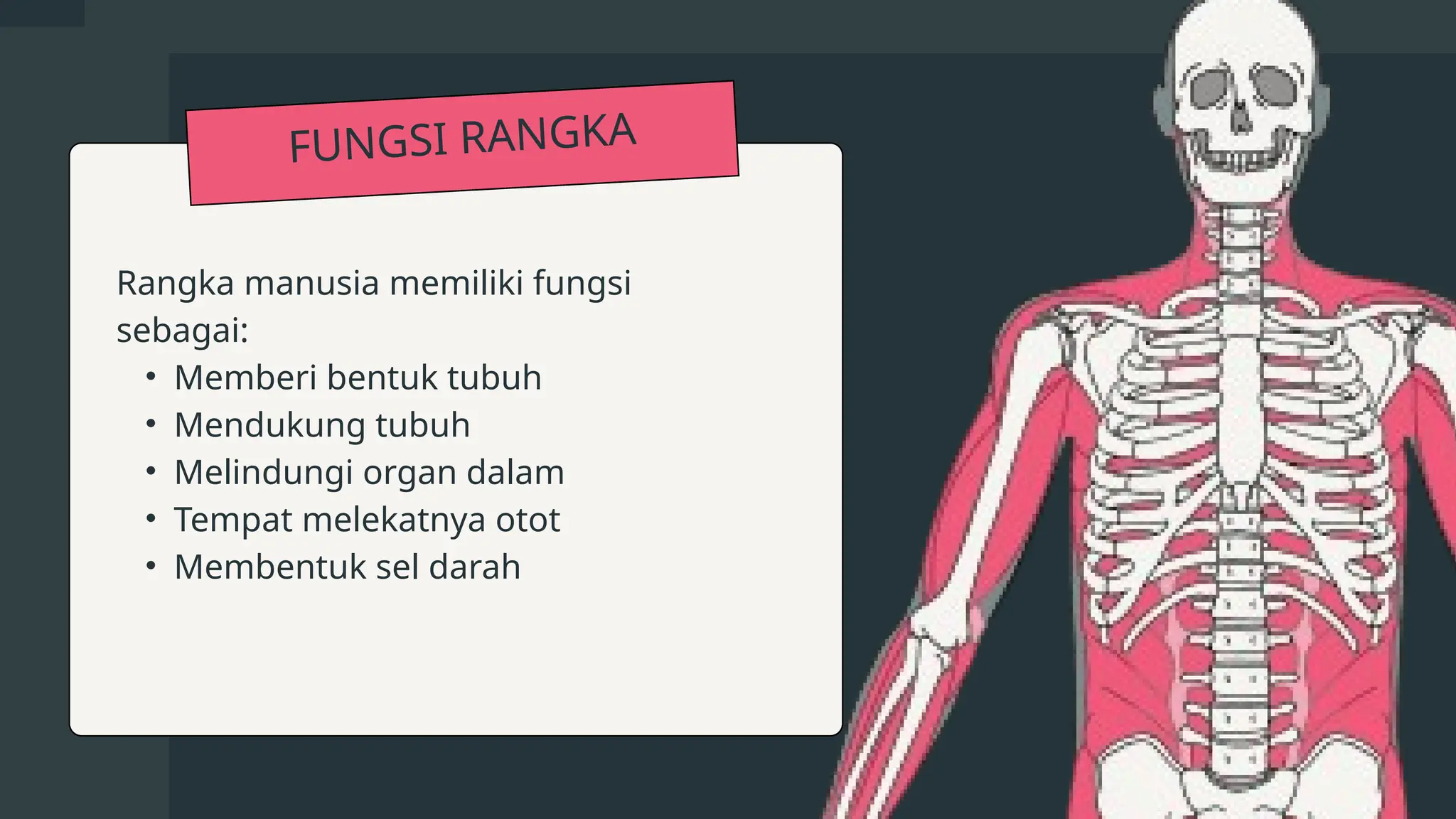 Tubuhku Hebat Mengenal Rangka Manusia.pptx