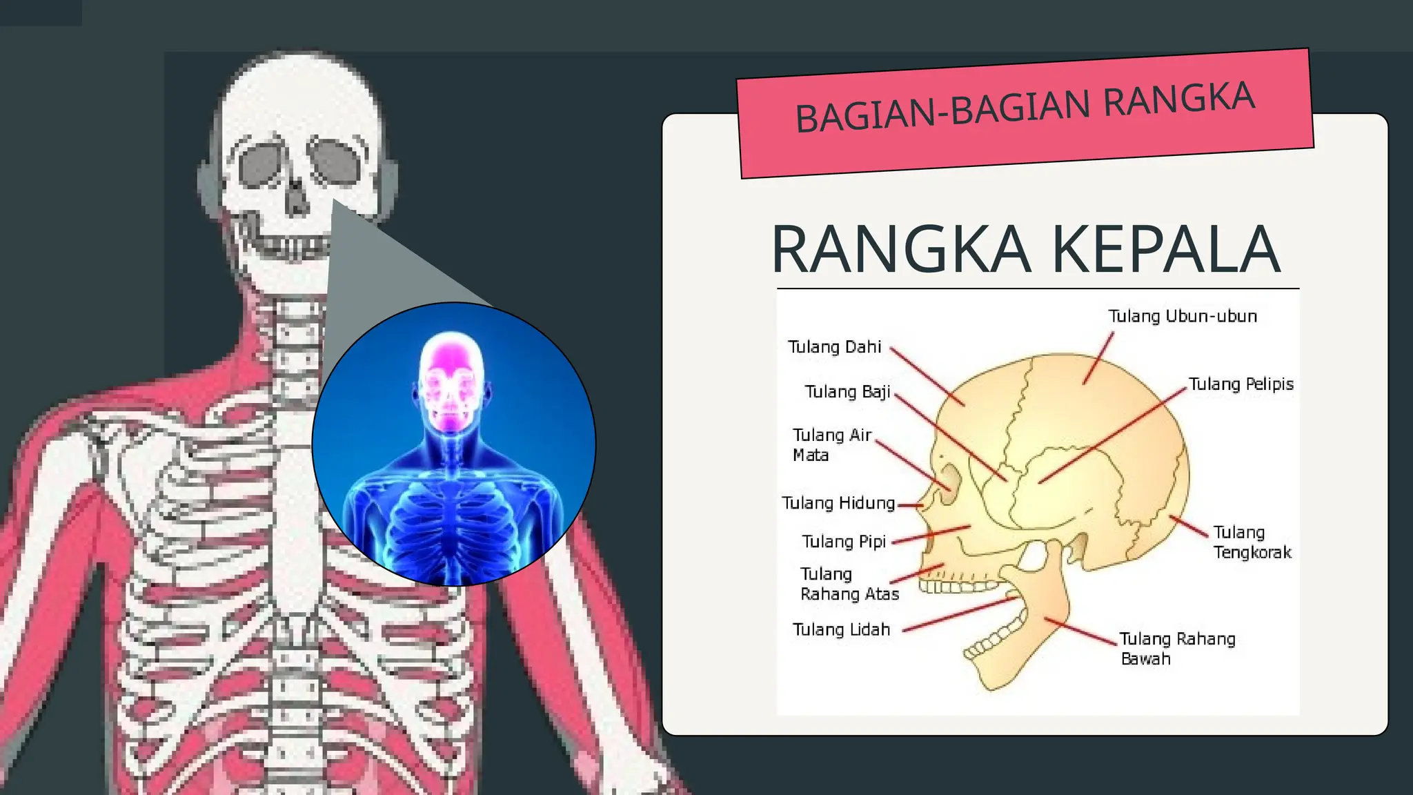 Tubuhku Hebat Mengenal Rangka Manusia.pptx