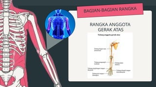 Tubuhku Hebat Mengenal Rangka Manusia.pptx