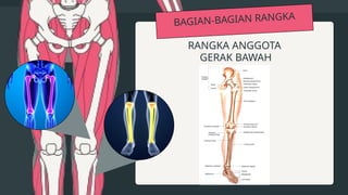Tubuhku Hebat Mengenal Rangka Manusia.pptx