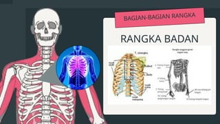 Tubuhku Hebat Mengenal Rangka Manusia.pptx