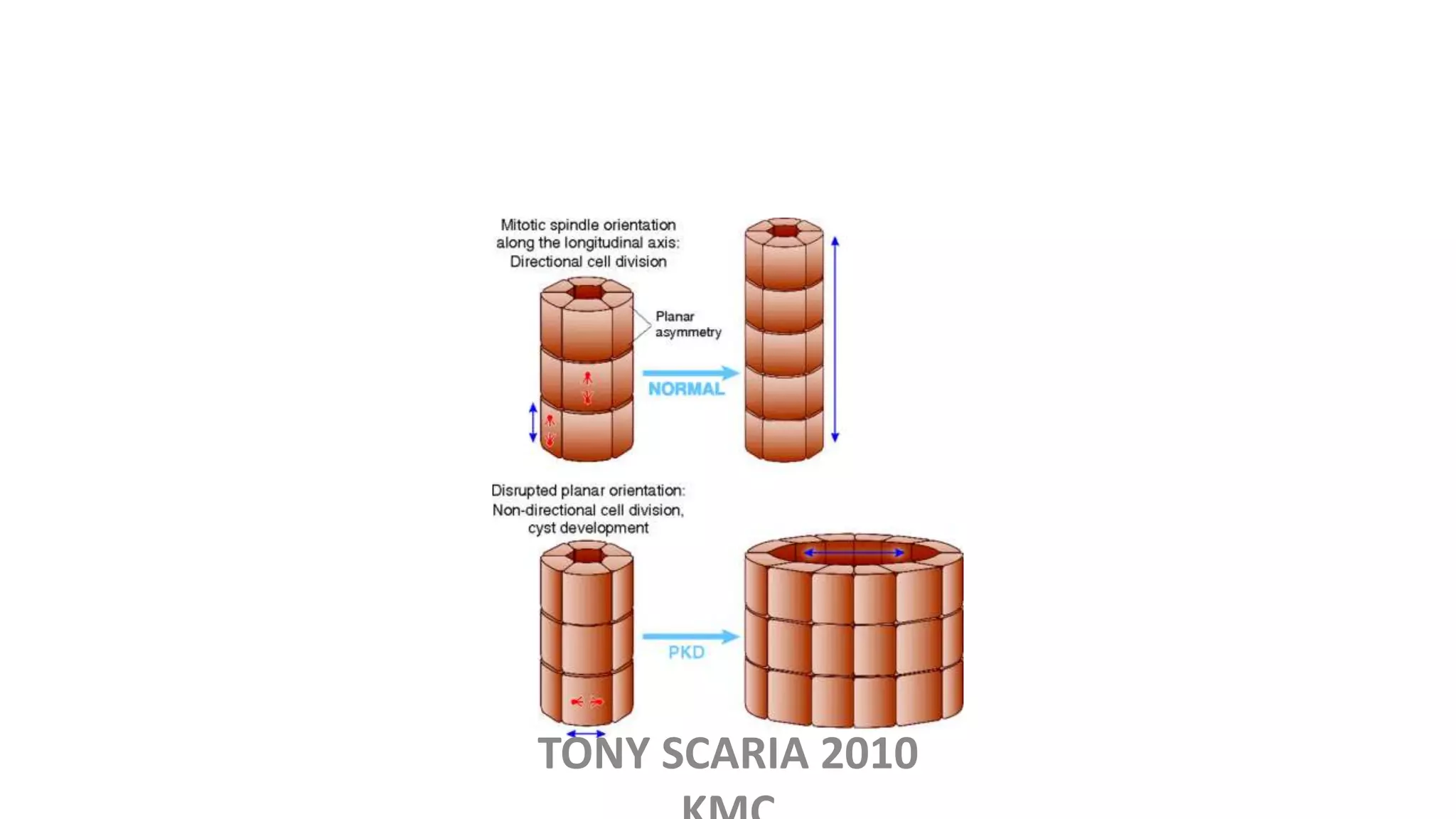 Tubular disorders of kidney REVISION NOTES | PDF