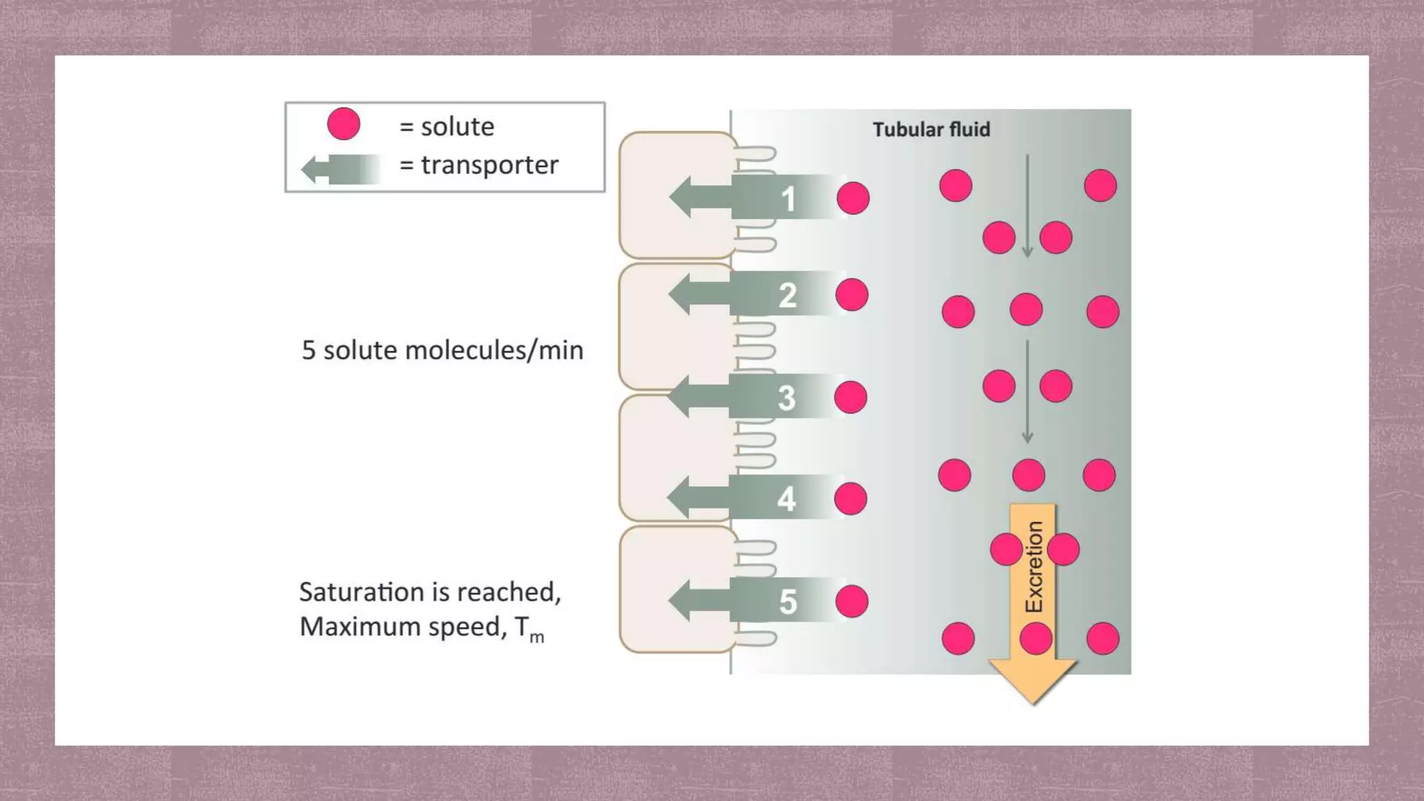 Tubular function | PPTX