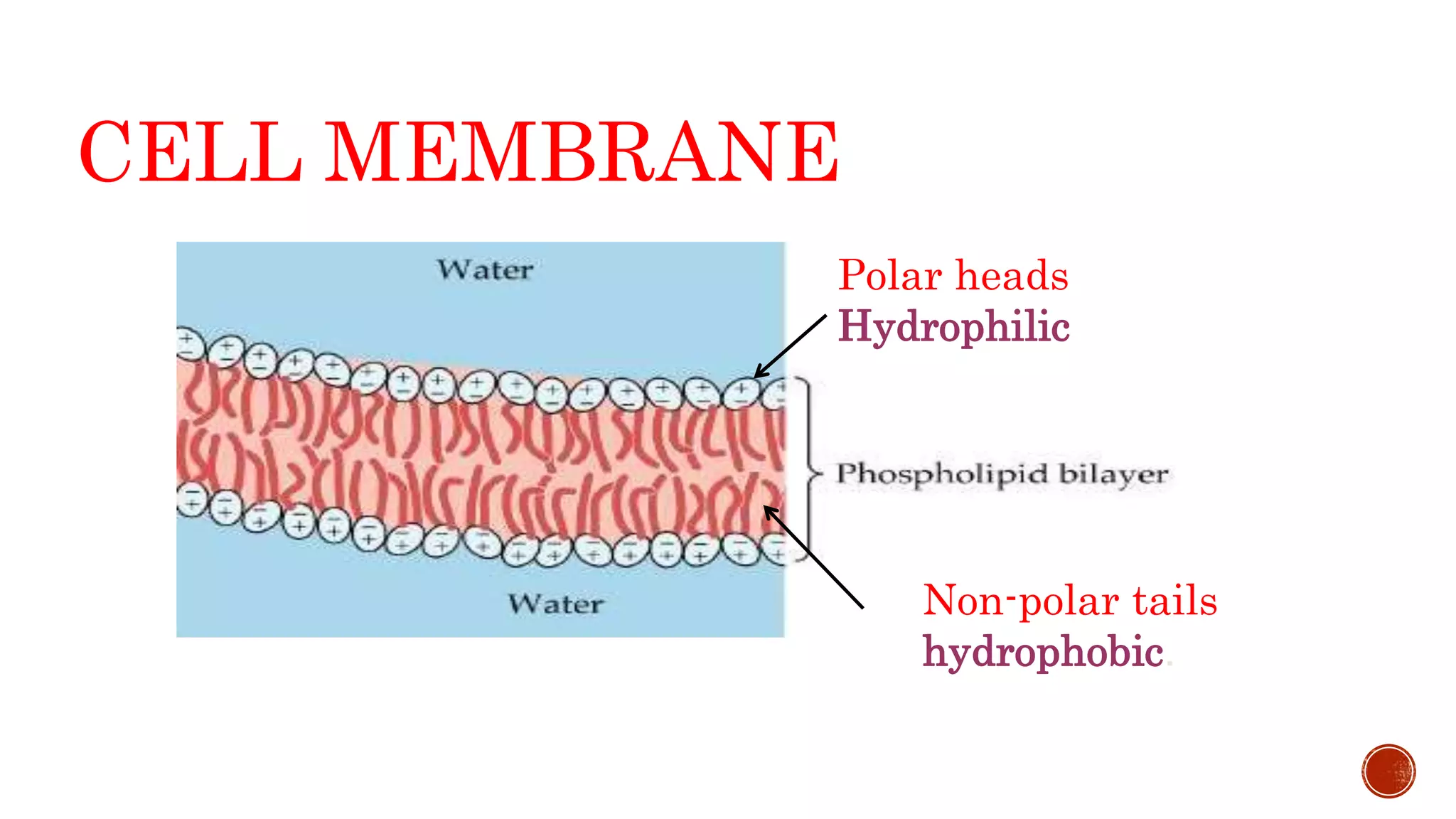 Tubular function | PPTX
