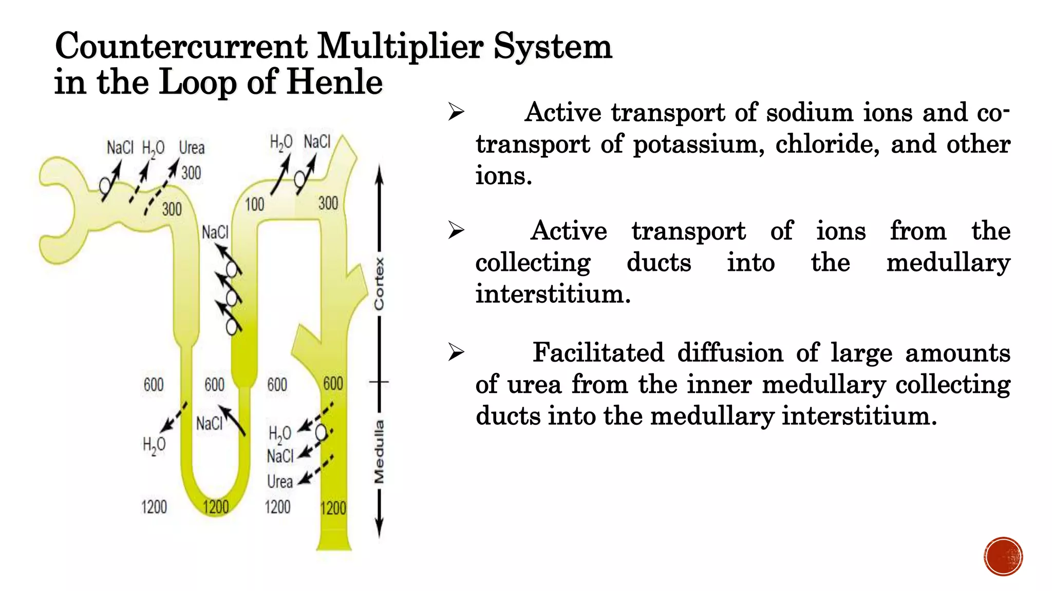 TUBULAR FUNCTION 202.pptx