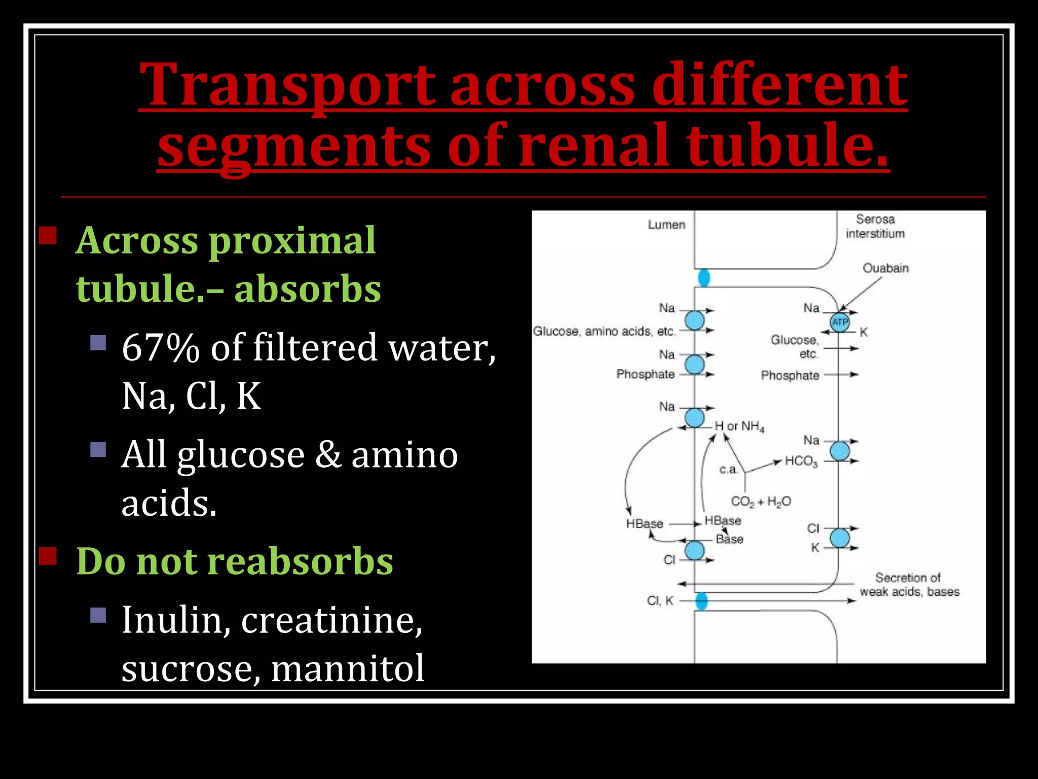 TUBULAR REABSORPTION | PPT