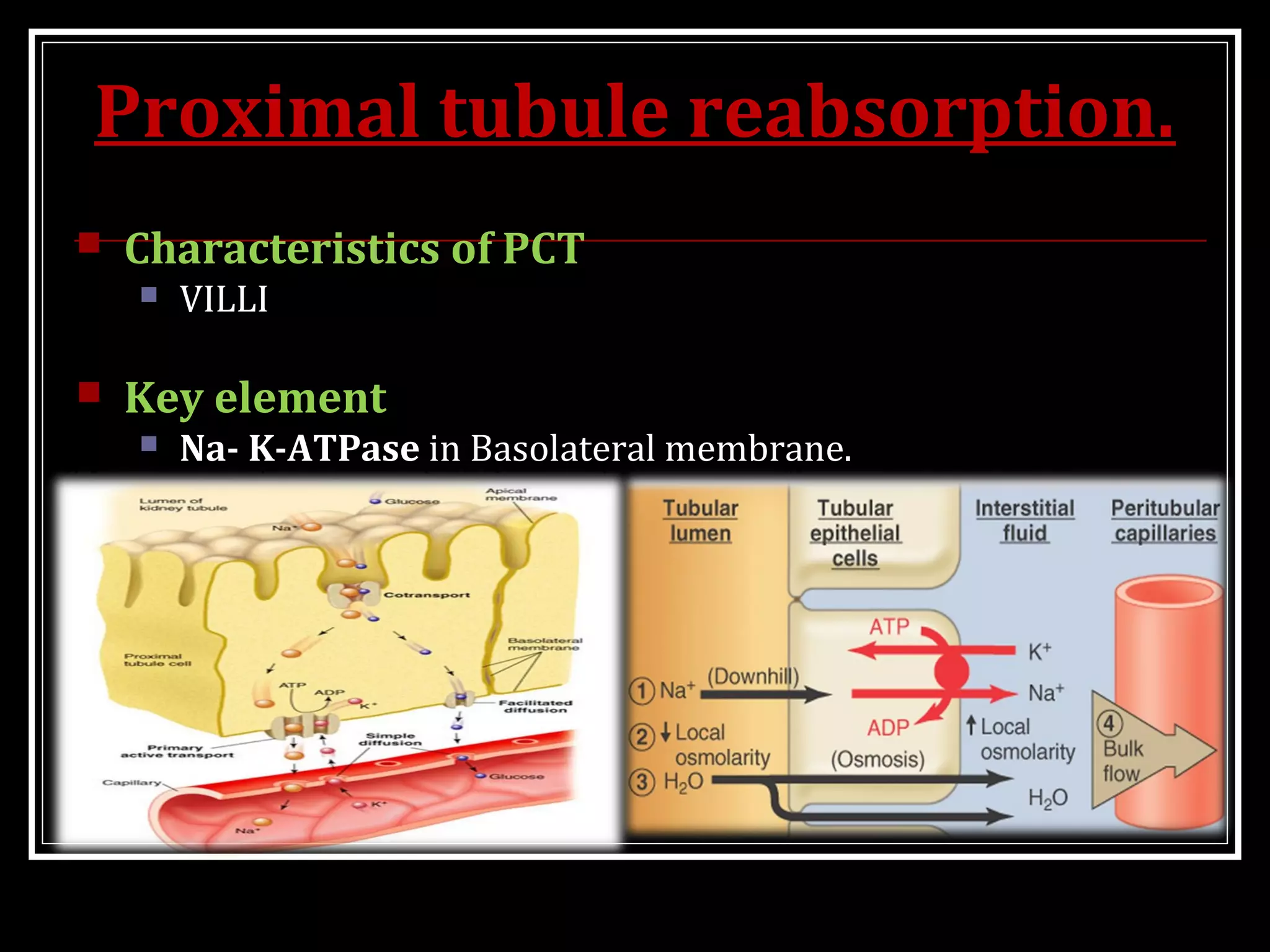 TUBULAR REABSORPTION | PPT