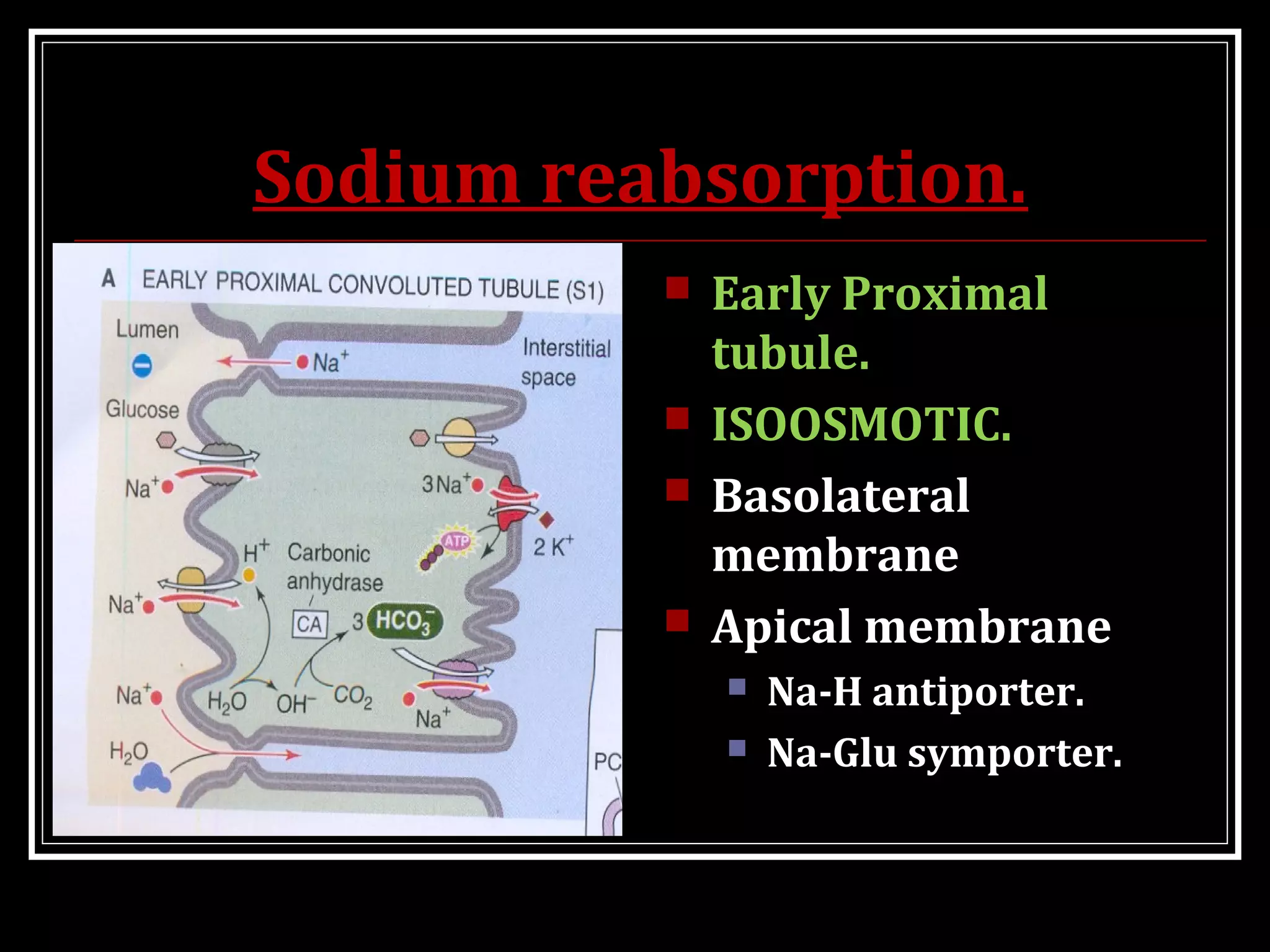 TUBULAR REABSORPTION | PPT