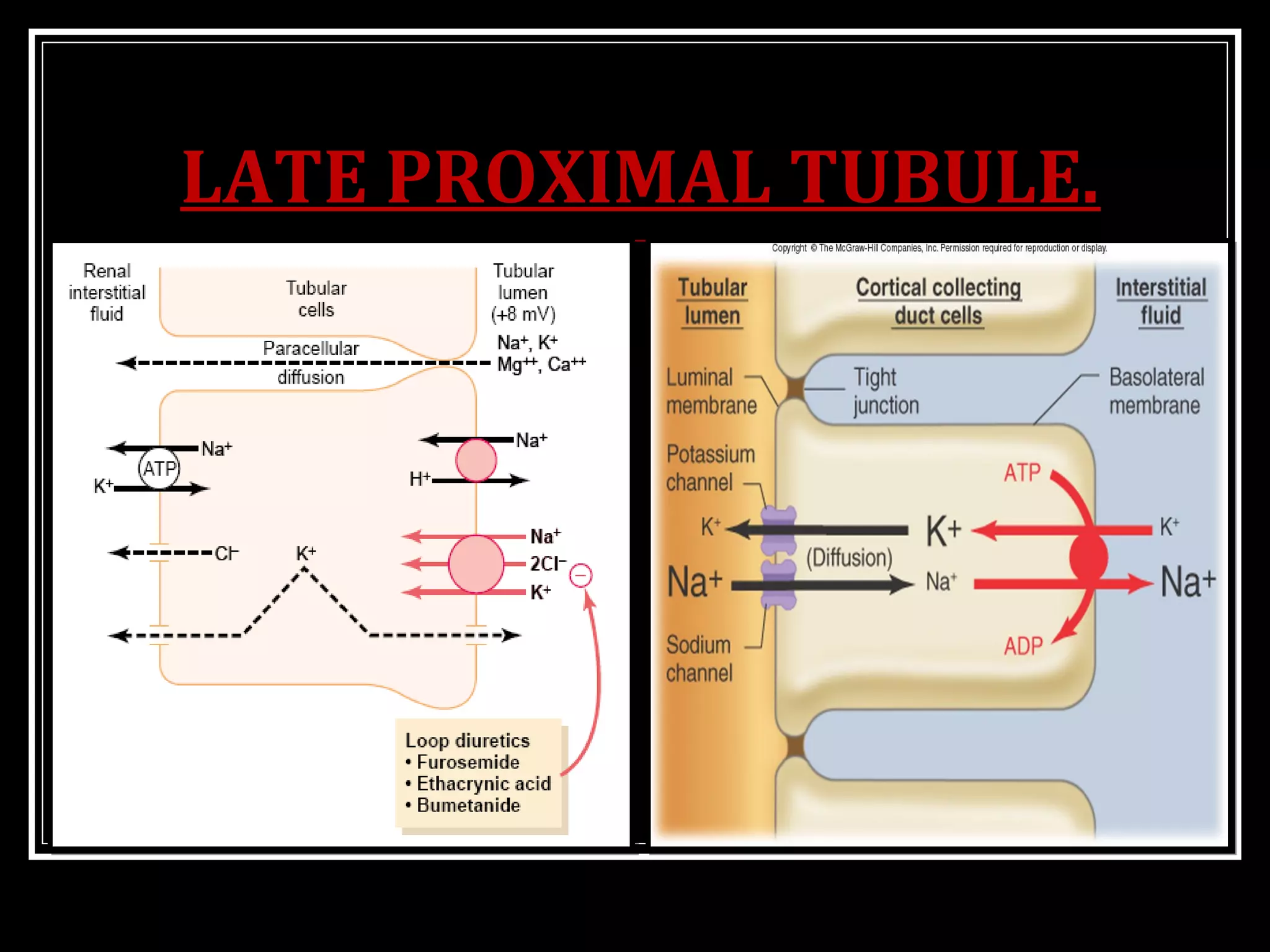 TUBULAR REABSORPTION | PPT