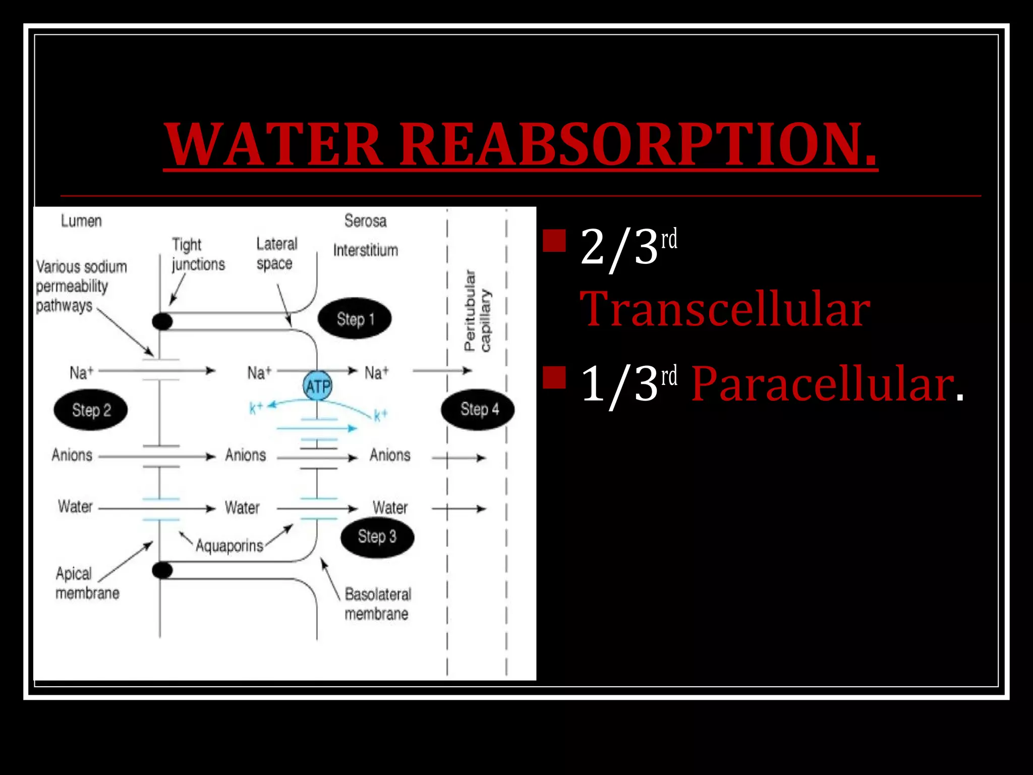TUBULAR REABSORPTION | PPT